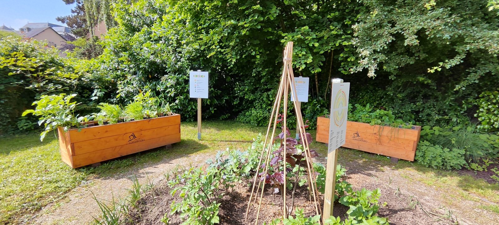 Educational vegetable garden at the museum | Lëtzebuerg City Museum